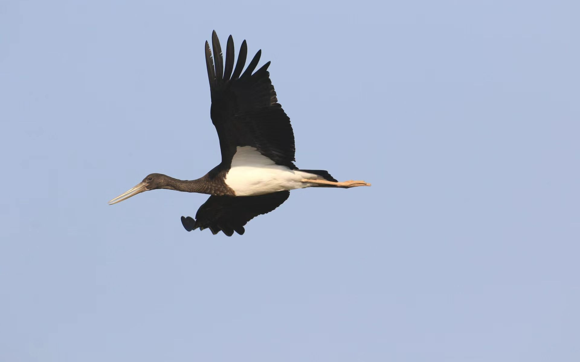 Auf der Ebene im Osten Beijings tauchte zum ersten Mal ein großer ...