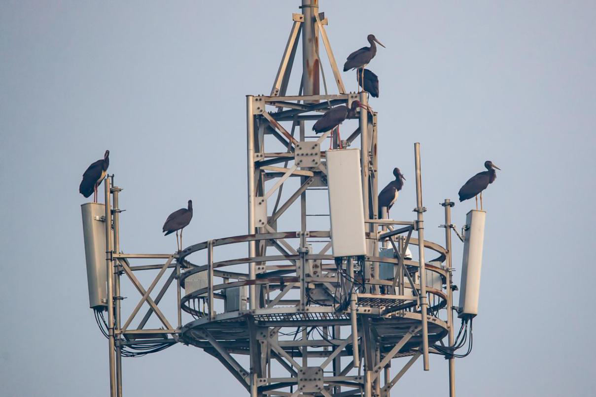 Auf der Ebene im Osten Beijings tauchte zum ersten Mal ein großer ...